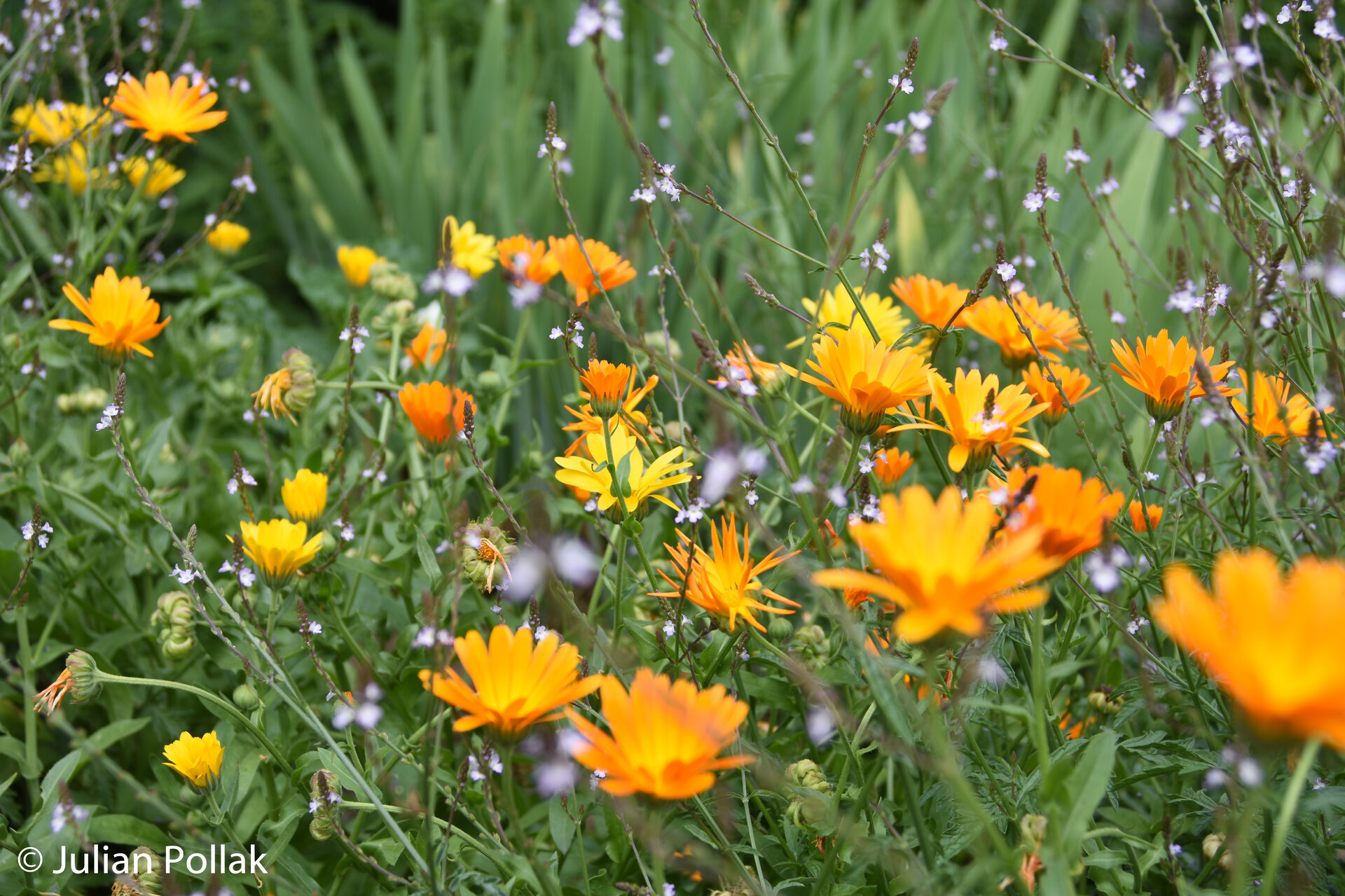 Simmental medicinal herb garden